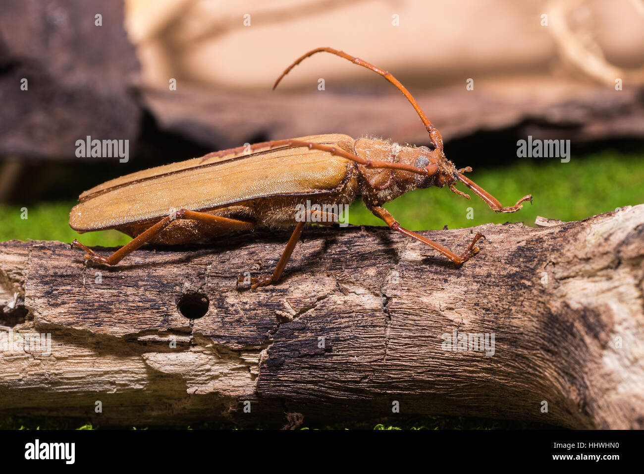 Brown Longhorn beetle on stump wood Stock Photo - Alamy