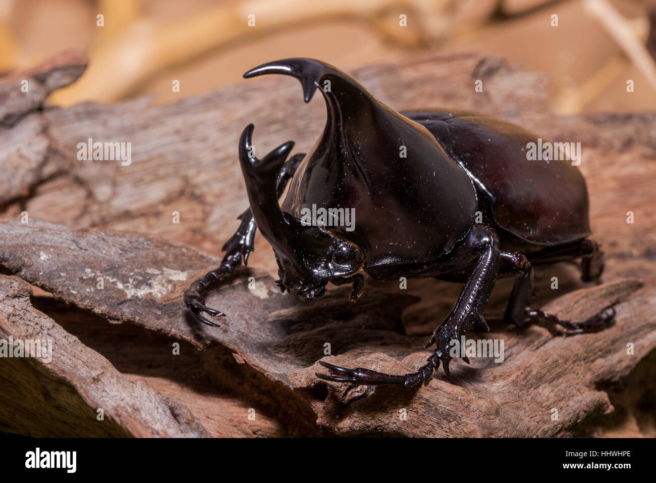 Rhinoceros beetle, Rhino beetle, Hercules beetle, Unicorn beetle, Horn ...