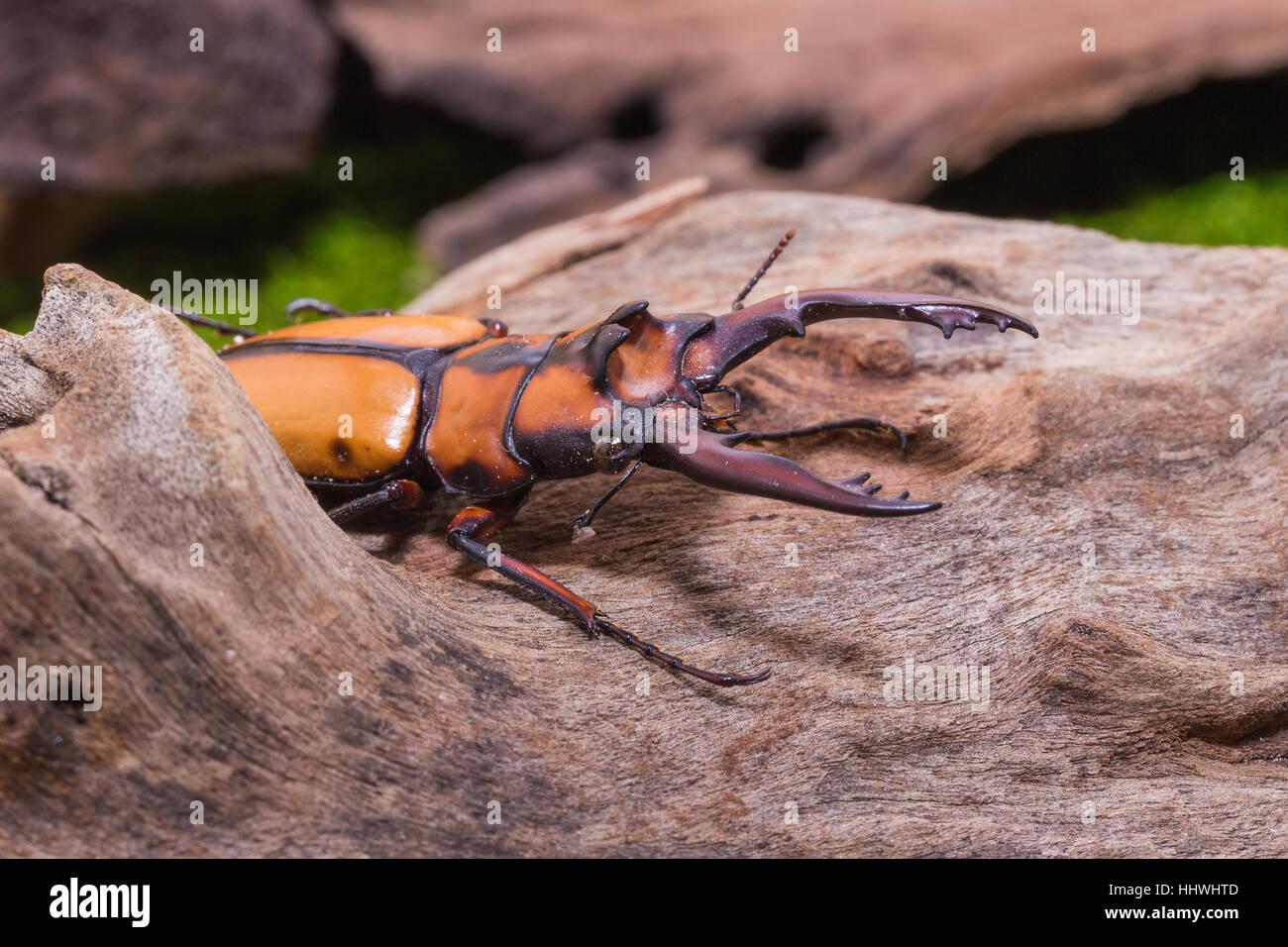 Stag Beetle (Prosopocoilus kannegieteri) Beetle insect on stump wood ...