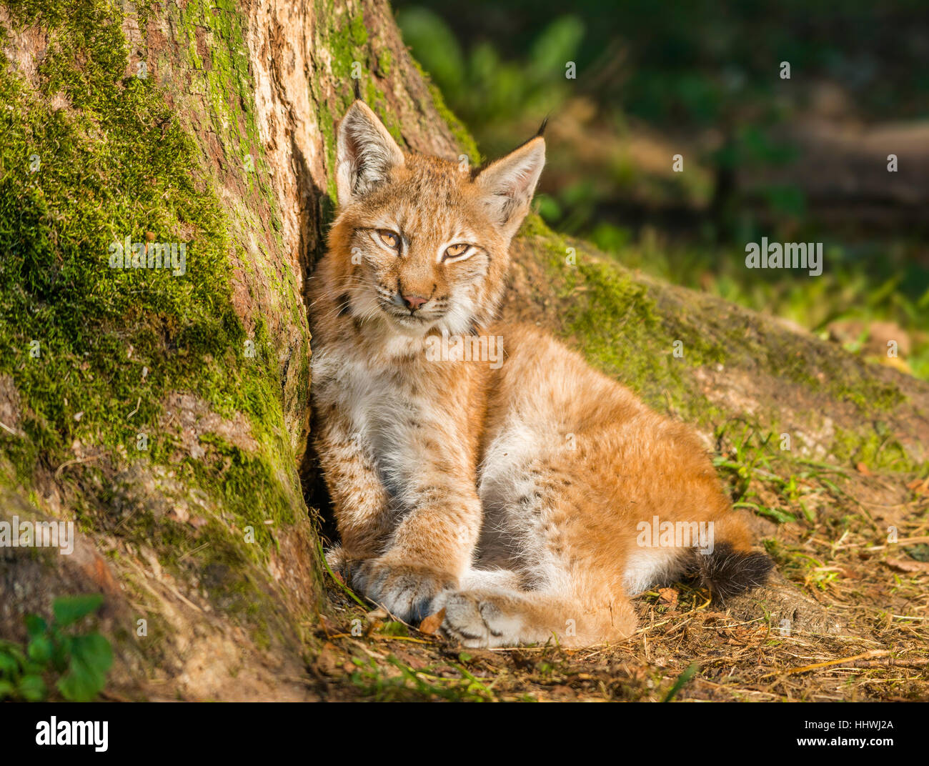 Young lynx (Lynx lynx) leans on tree trunk, Bavaria, Germany Stock ...
