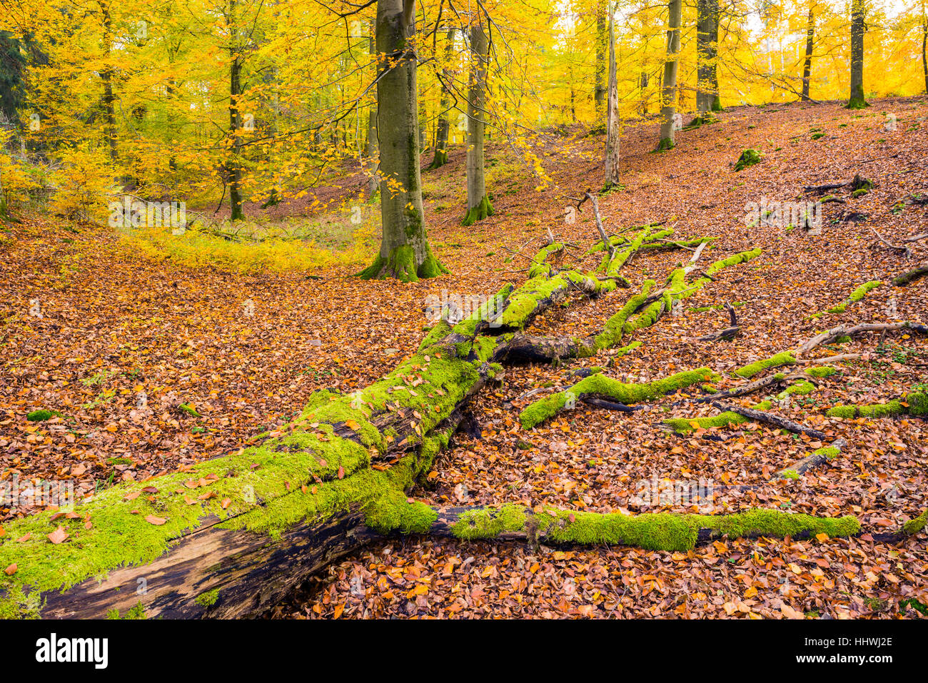 Dead European beech (Fagus sylvatica) tree covered in moss, deadwood ...