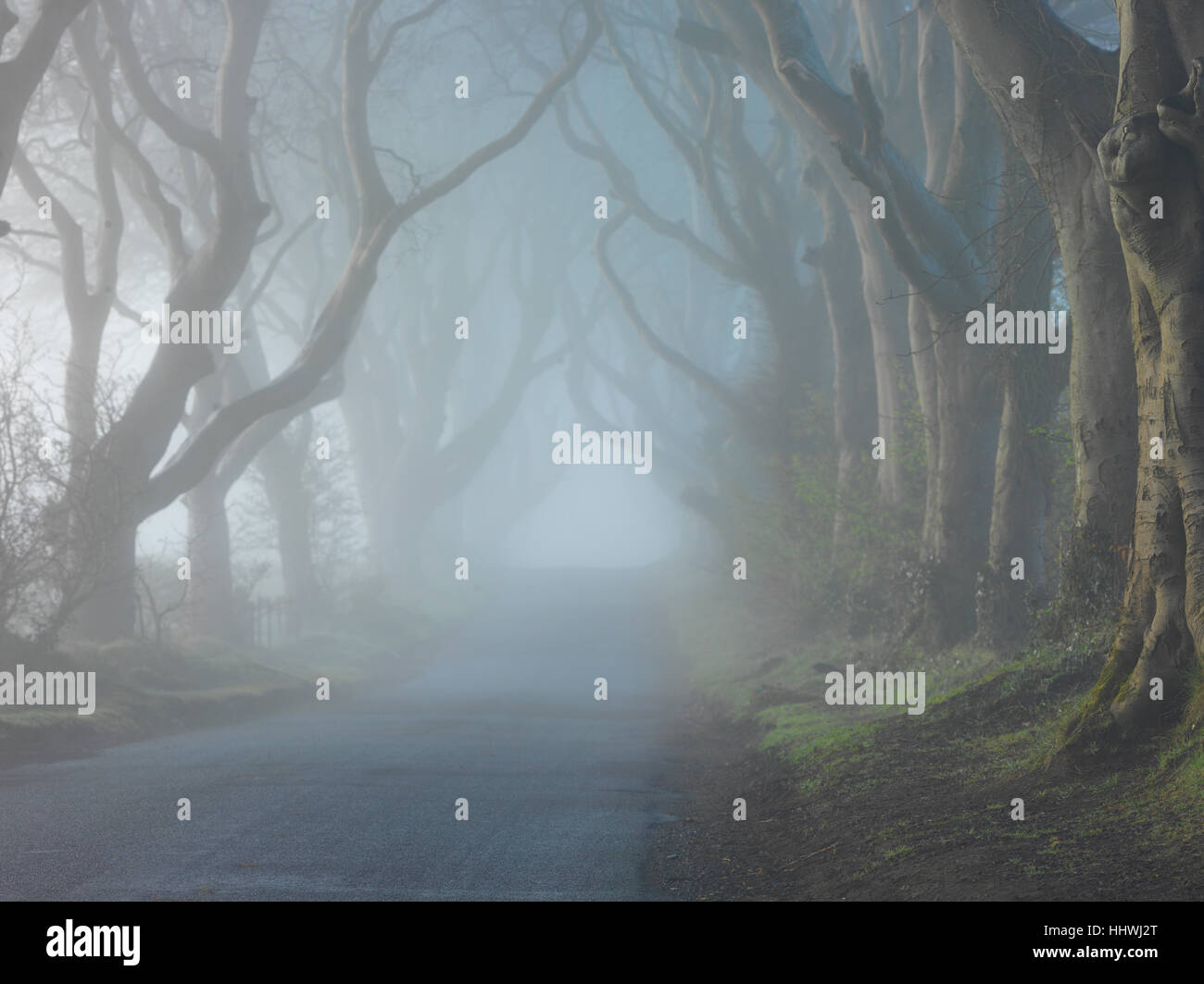 Beech avenue, fog, morning light, mystic, Dark Hedges, Northern Ireland ...