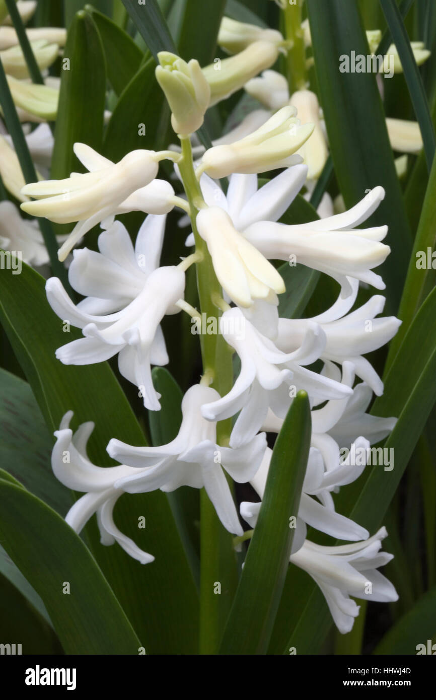Hyacinthus orientalis 'Carnegie' Stock Photo - Alamy
