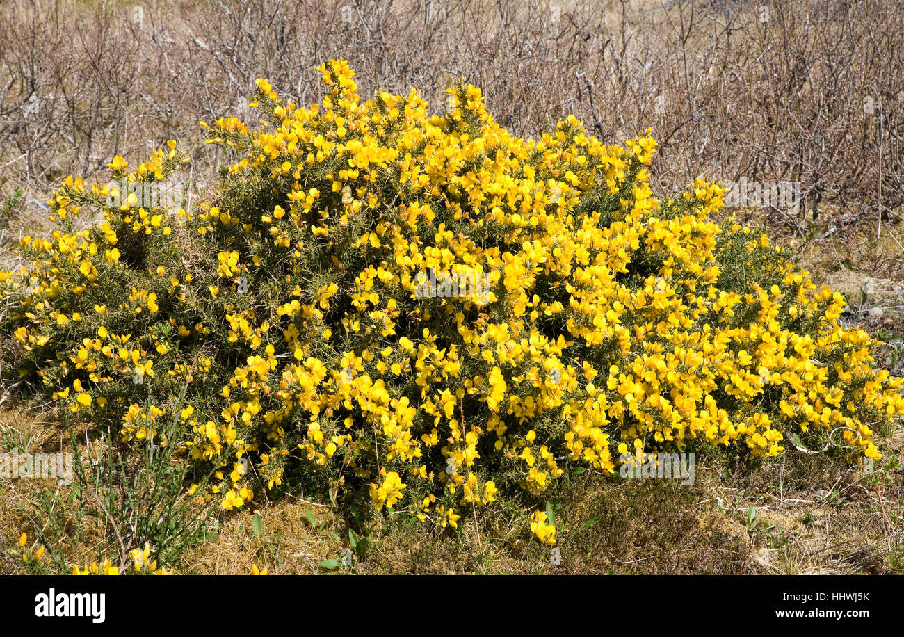 Yellow gorse scotland hi-res stock photography and images - Alamy