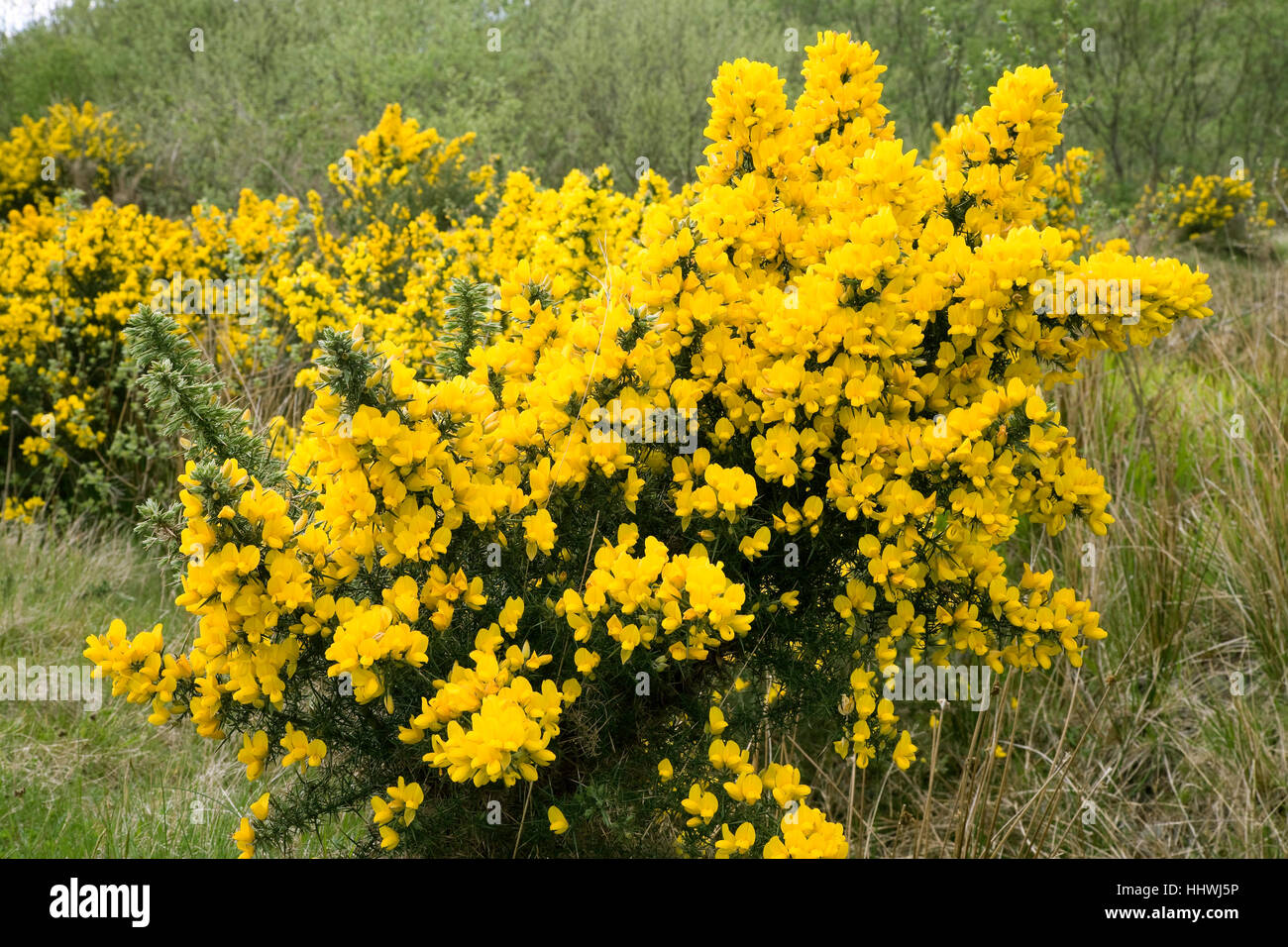 Common gorse (Ulex europaeus), Scotland Stock Photo - Alamy