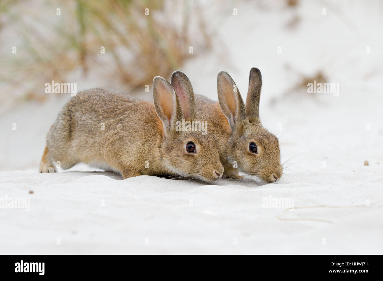 European or common rabbits (Oryctolagus cuniculus) sniffing, sand dunes ...