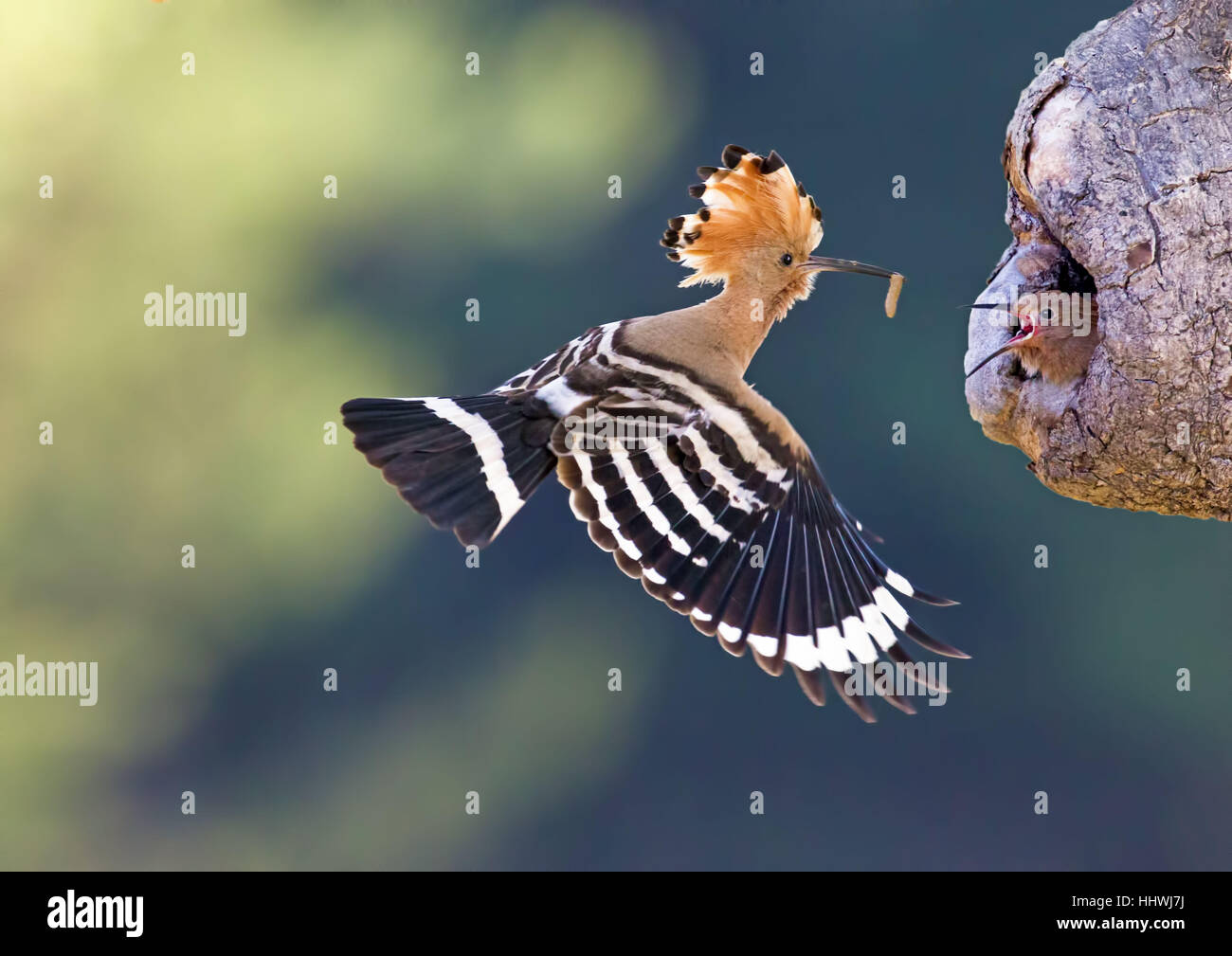 Hoopoe (Upupa epops), adult with prey, approaching nesting site with ...
