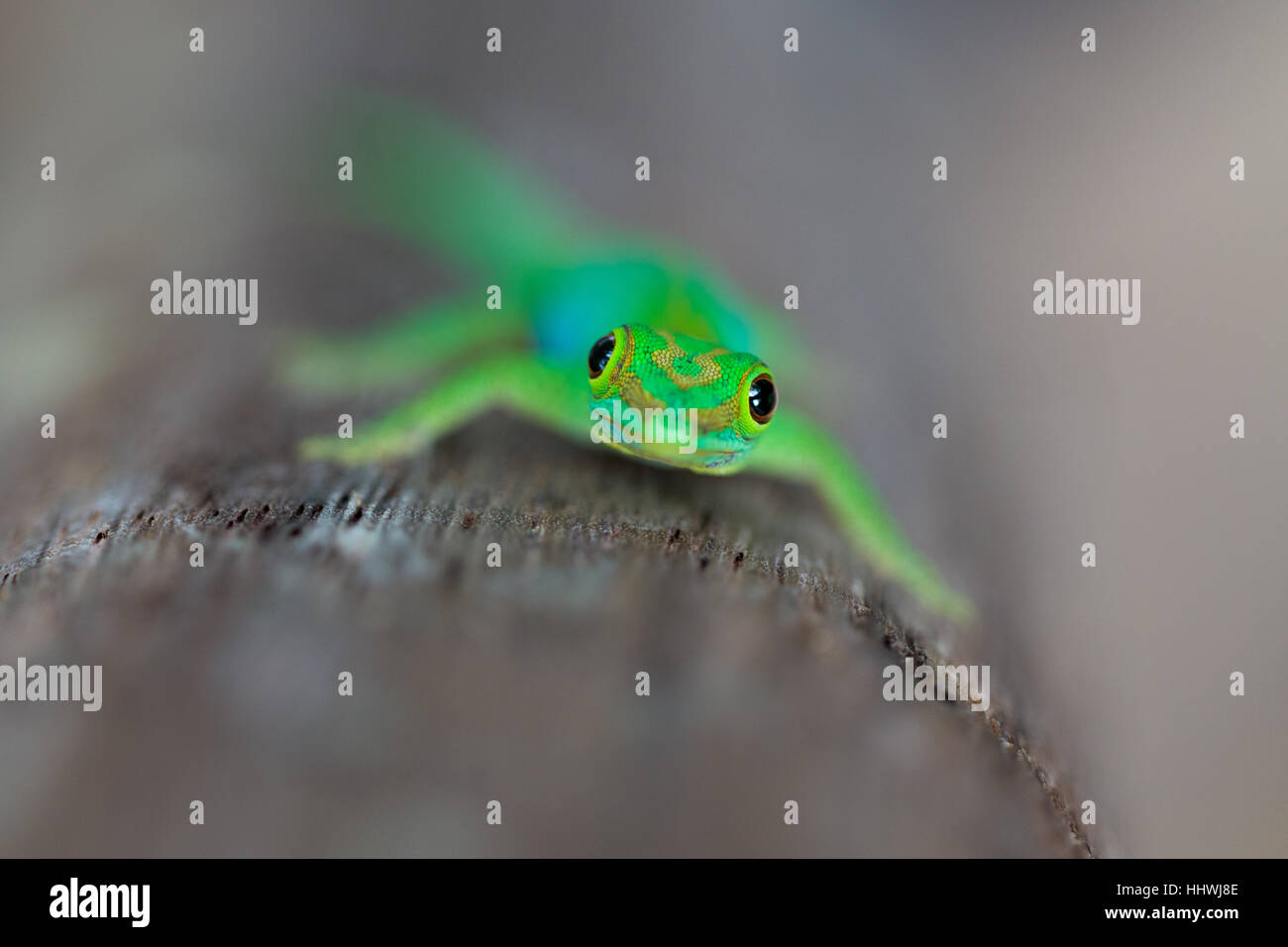 Seychelles Small Day Gecko Phelsuma Astriata High Resolution Stock ...