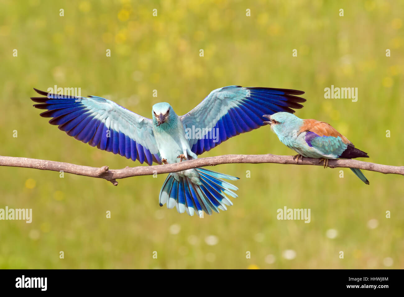 Female insects hi-res stock photography and images - Alamy