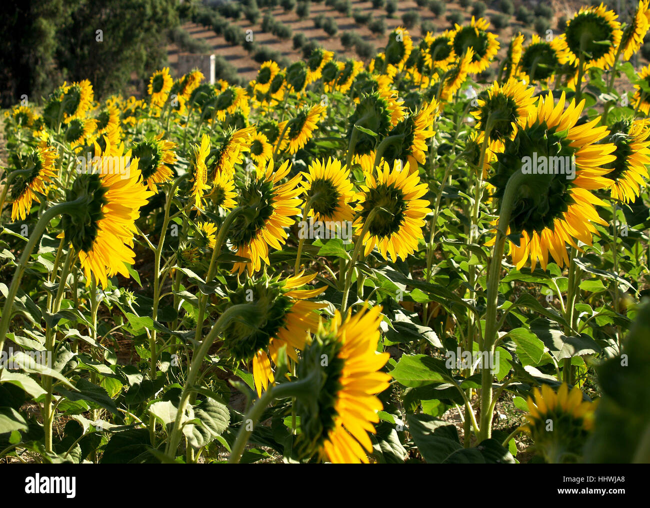 sunflower field full sun Stock Photo - Alamy