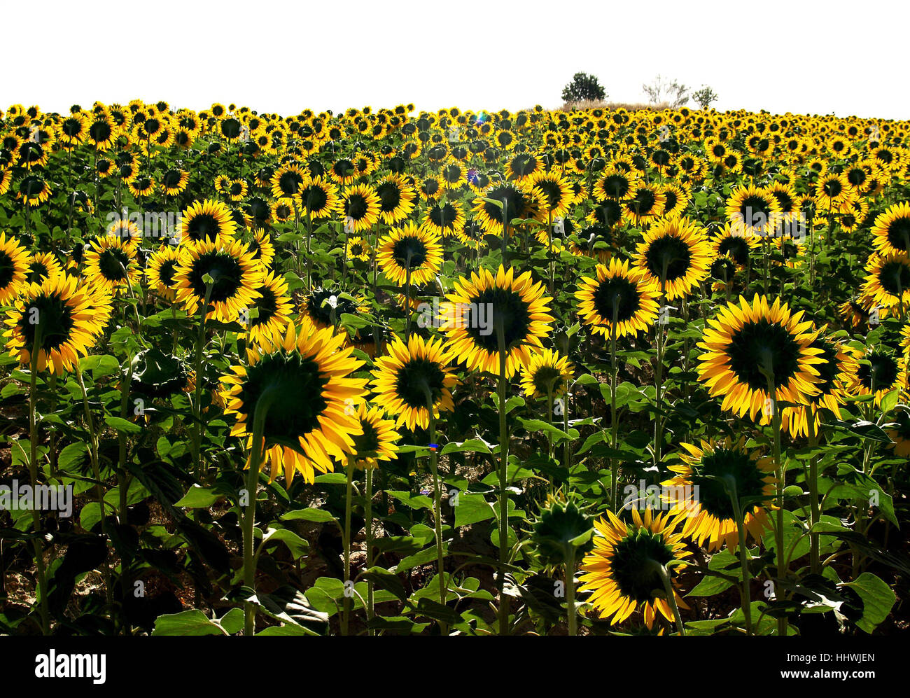 sunflower field full sun Stock Photo - Alamy