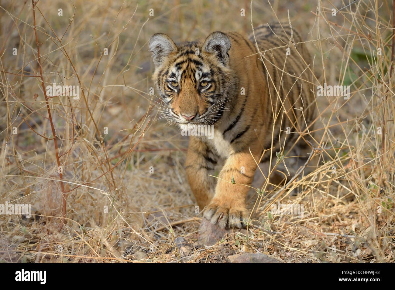 Young tiger cub walk hi-res stock photography and images - Alamy