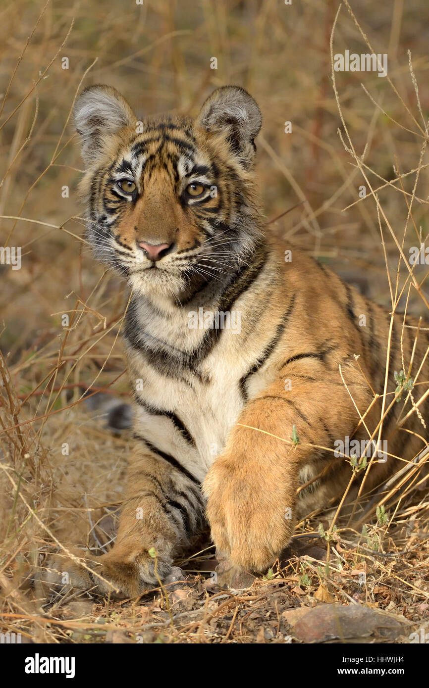 Bengal tiger tiger cub young tiger hi-res stock photography and images ...