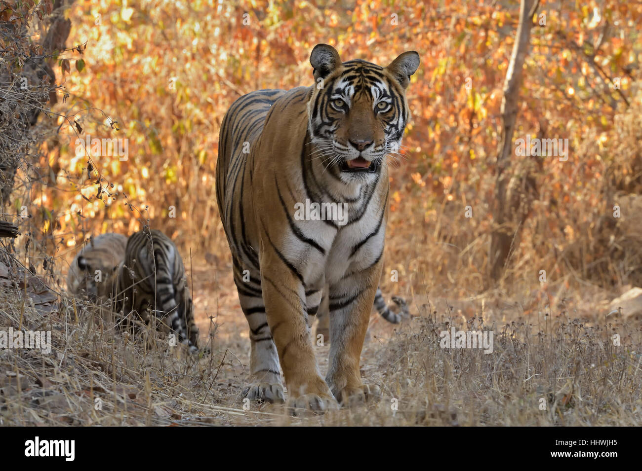 Bengal tiger mother cubs park hi-res stock photography and images - Alamy
