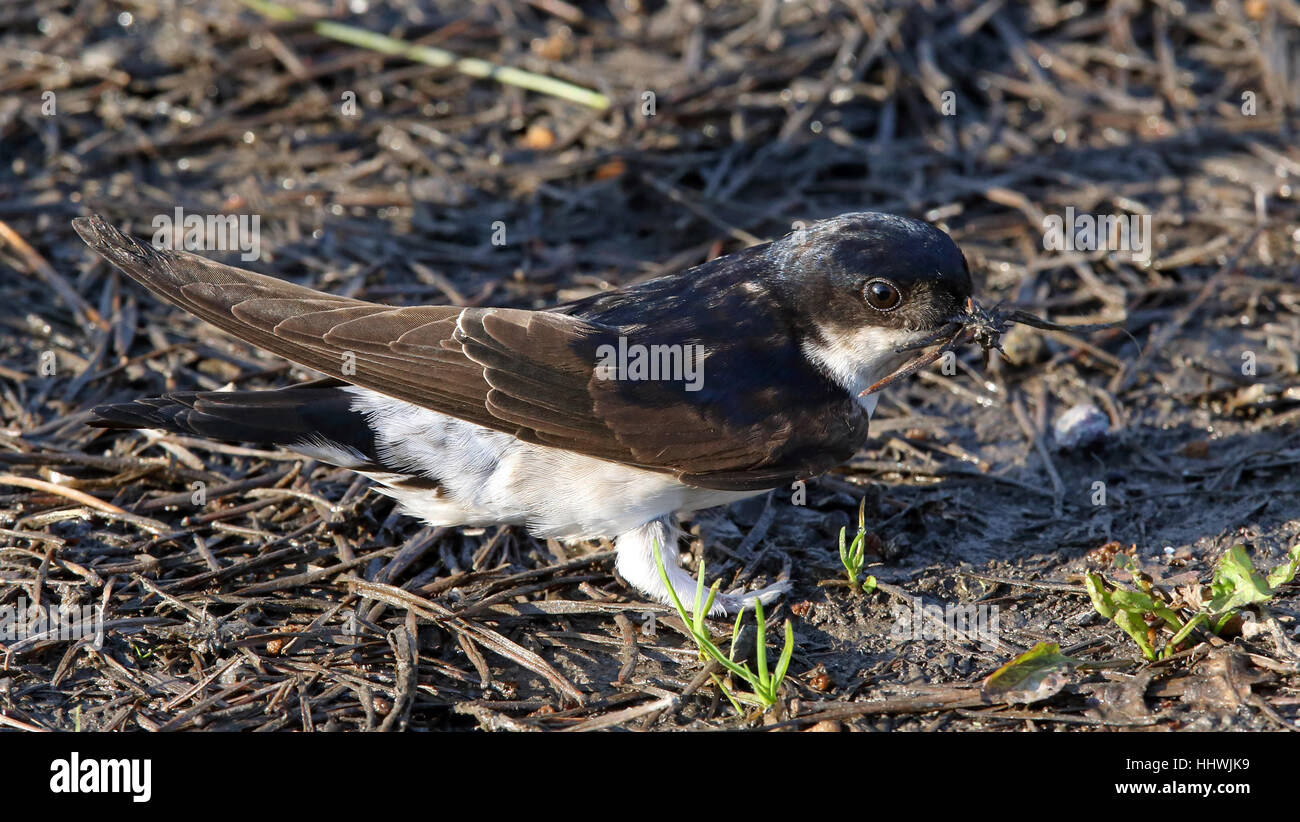 House martin collecting mud for nest building Stock Photo - Alamy
