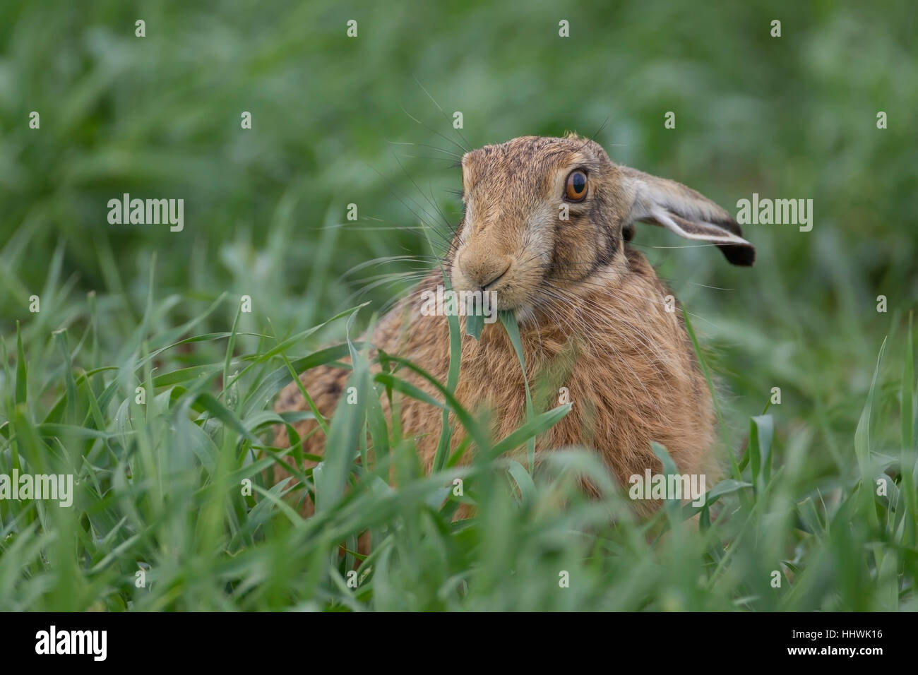 Hare Front View High Resolution Stock Photography and Images - Alamy