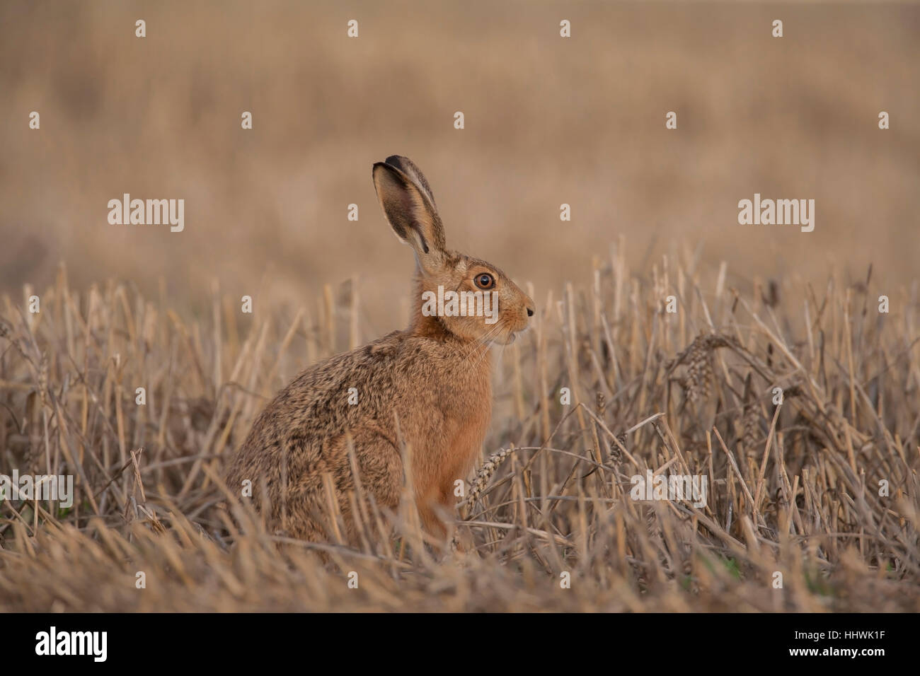 Brown Hare England High Resolution Stock Photography and Images - Alamy