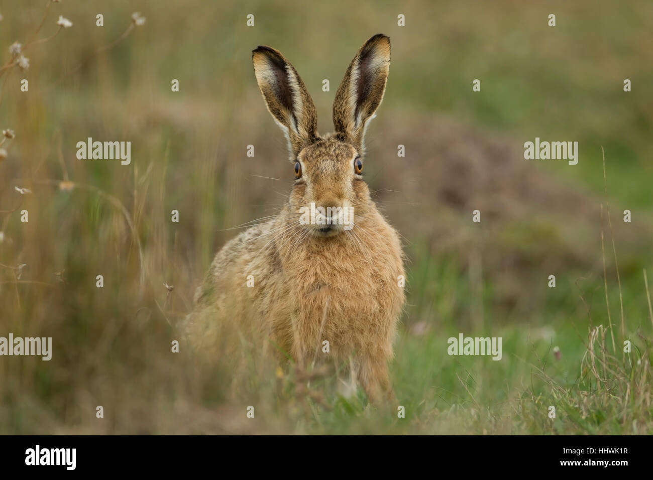 Brown hare england hi-res stock photography and images - Alamy