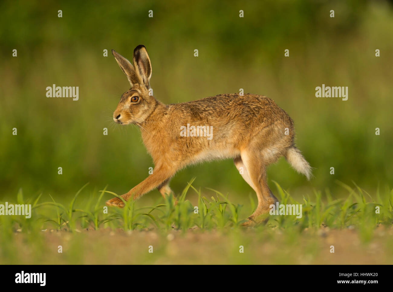 Brown hare (Lepus europaeus) running, in a field, Suffolk, England ...