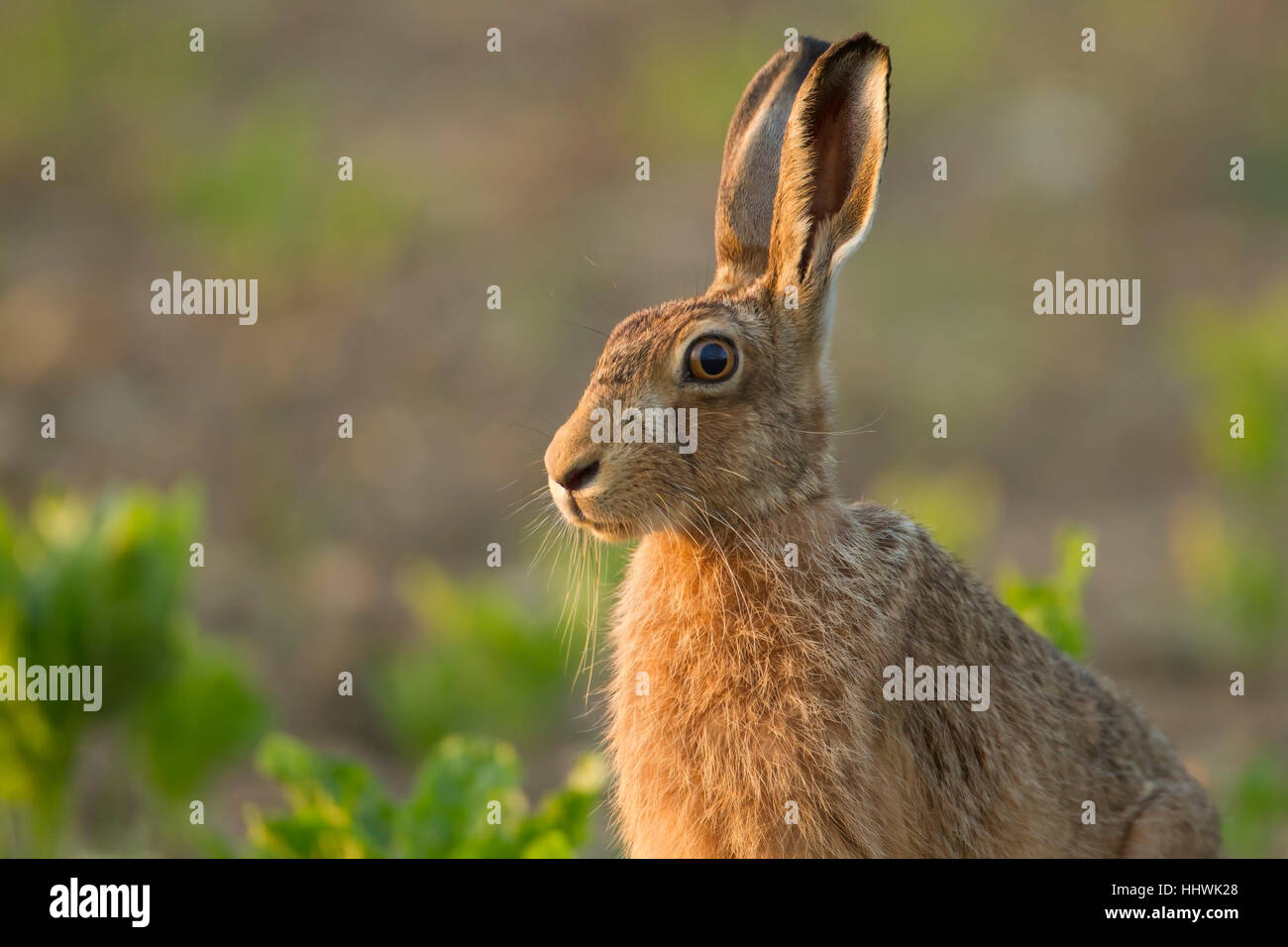 Side view portrait brown hare hi-res stock photography and images - Alamy