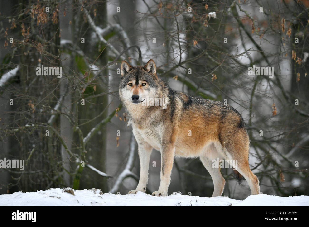 Eastern wolf (Canis lupus lycaon), leader in snow, captive, Baden ...