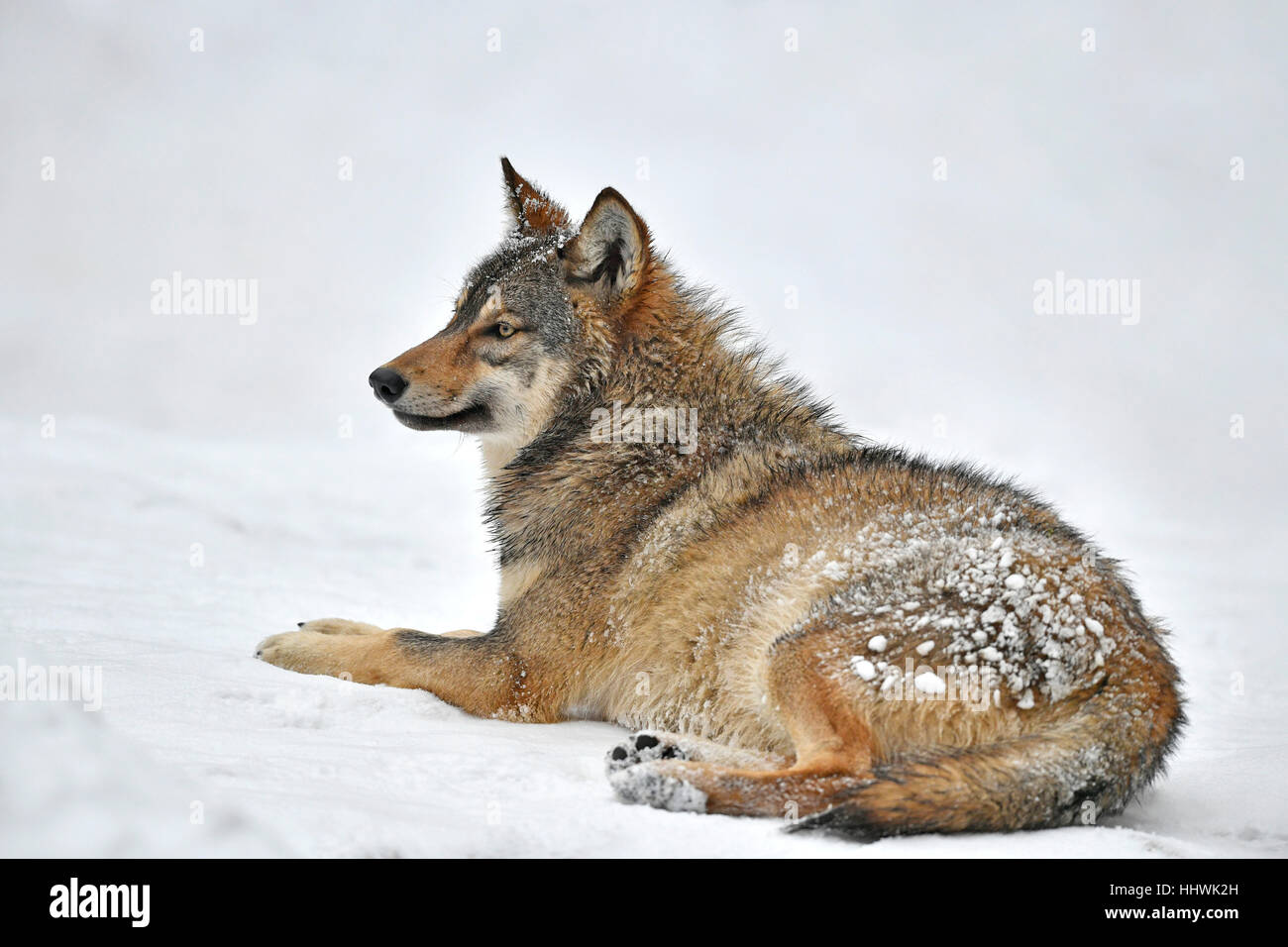 Eastern wolf (Canis lupus lycaon) lying in snow, captive, Baden ...