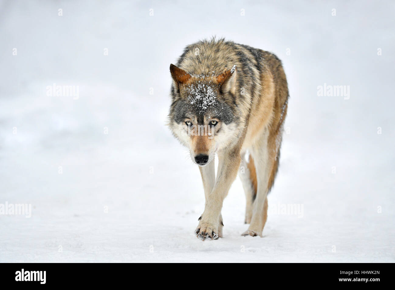 Eastern wolf (Canis lupus lycaon) in snow, captive, Baden-Württemberg ...