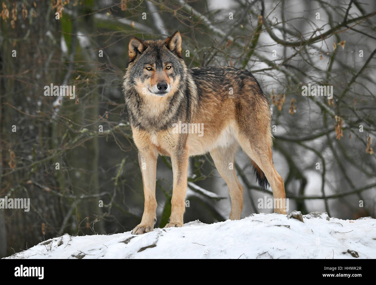 Eastern wolf (Canis lupus lycaon), leader in snow, captive, Baden ...