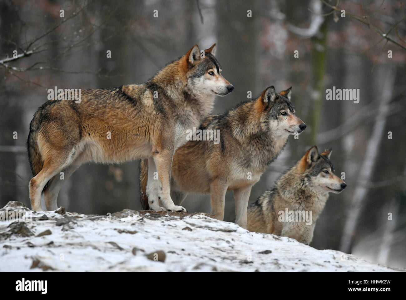 Eastern wolves (Canis lupus lycaon) in snow, captive, Baden-Württemberg ...