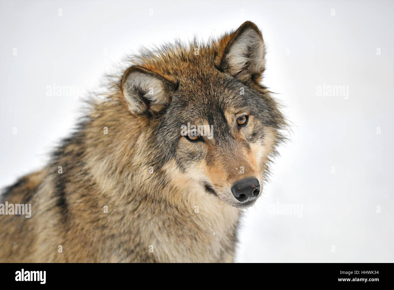 Wolf portrait canis lupus camera hi-res stock photography and images ...