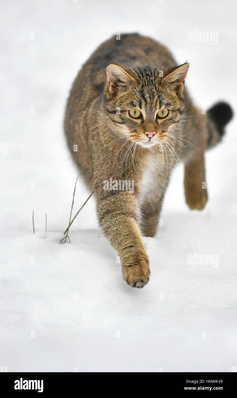 Wildcat (Felis silvestris) walking in snow, captive Stock Photo - Alamy