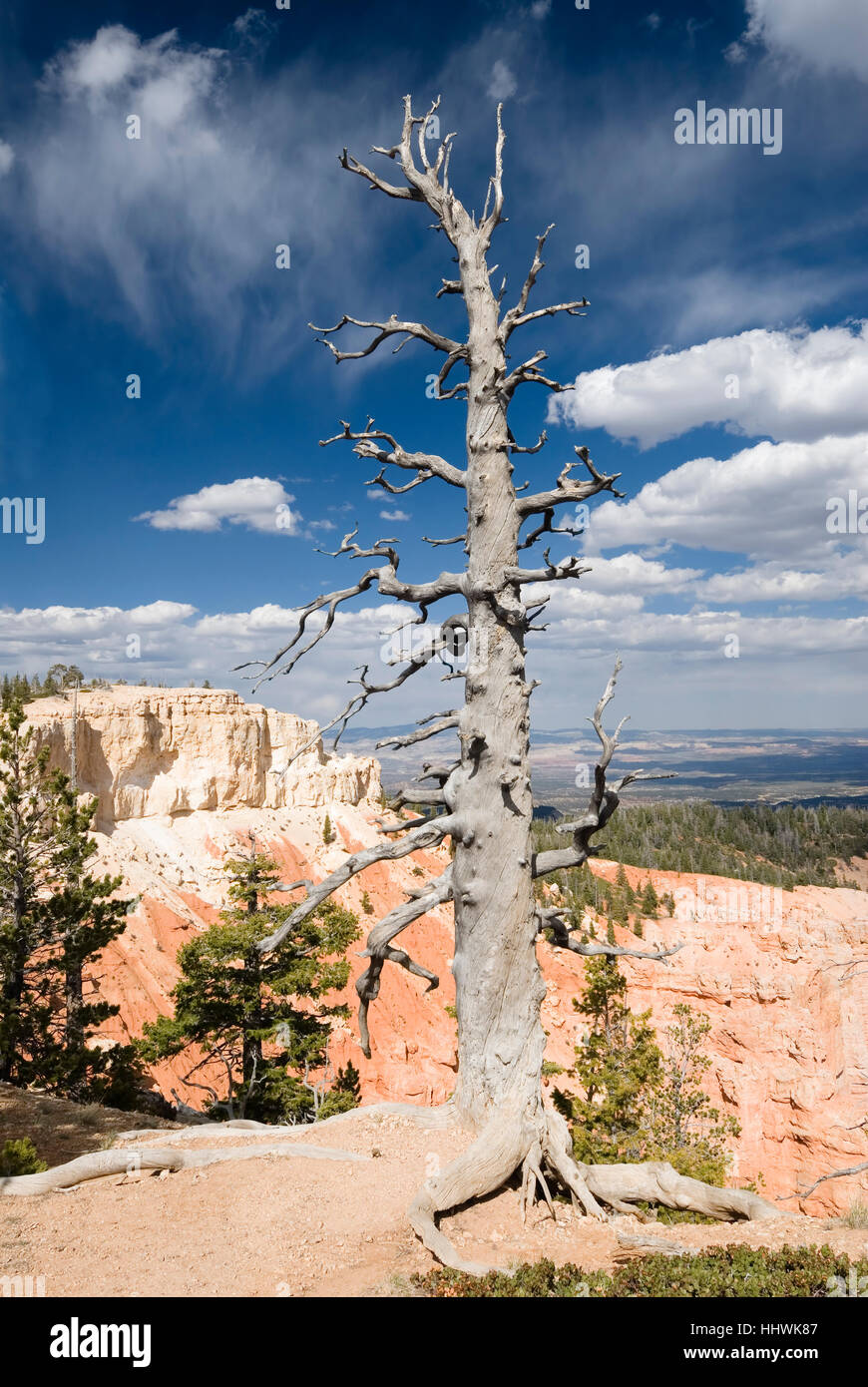 Dead tree trunk in Bryce Canyon National Park, USA, Utah Stock Photo ...