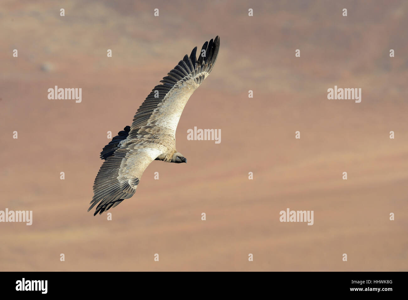 Cape vulture (Gyps coprotheres) in flight, Giant's Castle National Park ...