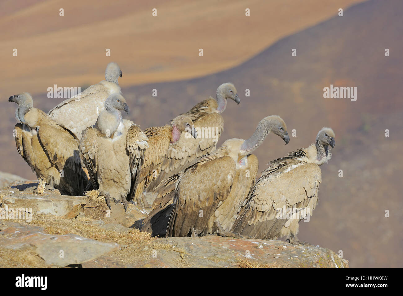 Cape vultures (Gyps coprotheres), Giant's Castle National Park, Natal ...