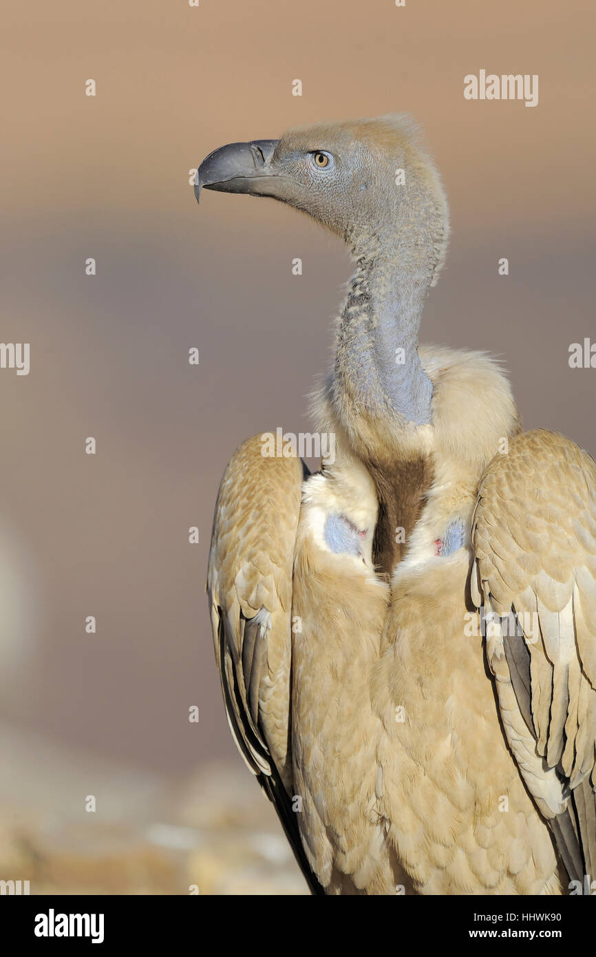 Cape vulture (Gyps coprotheres), portrait, Giant's Castle National Park ...
