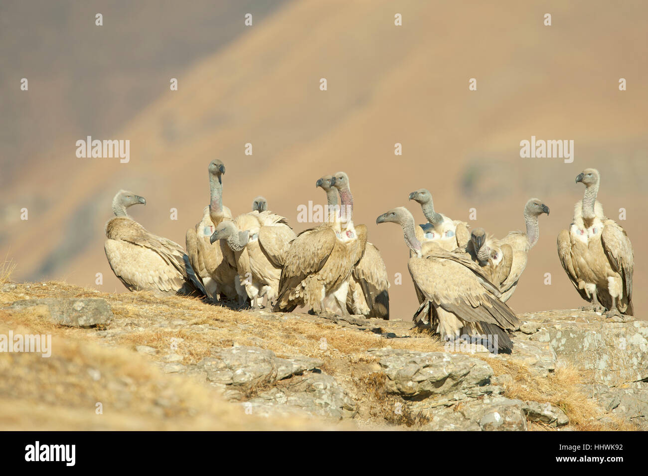 Cape vultures (Gyps coprotheres), Giant's Castle National Park, Natal ...