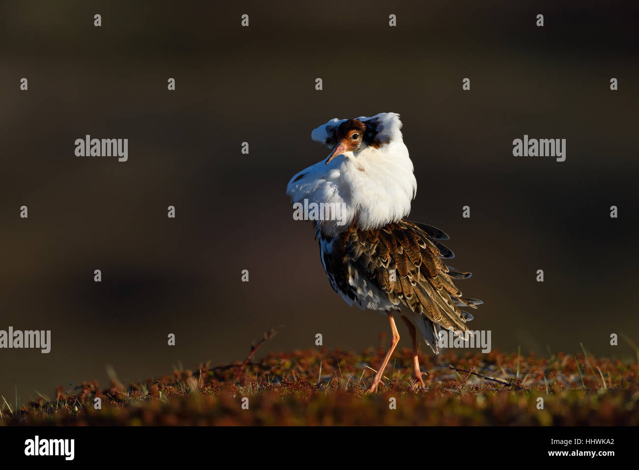 Ruff (Philomachus pugnax), displaying in nuptial plumage, Varanger ...