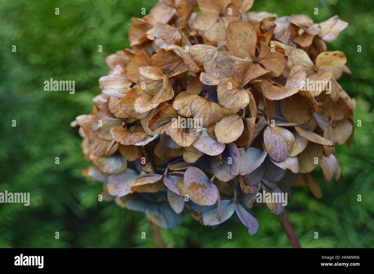 blue, hydrangea, withers, fall, autumn, blue, hydrangea, withers, fall ...