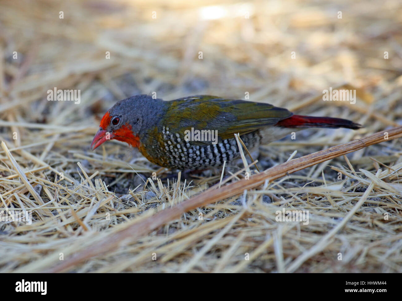 Melba Finch High Resolution Stock Photography and Images - Alamy