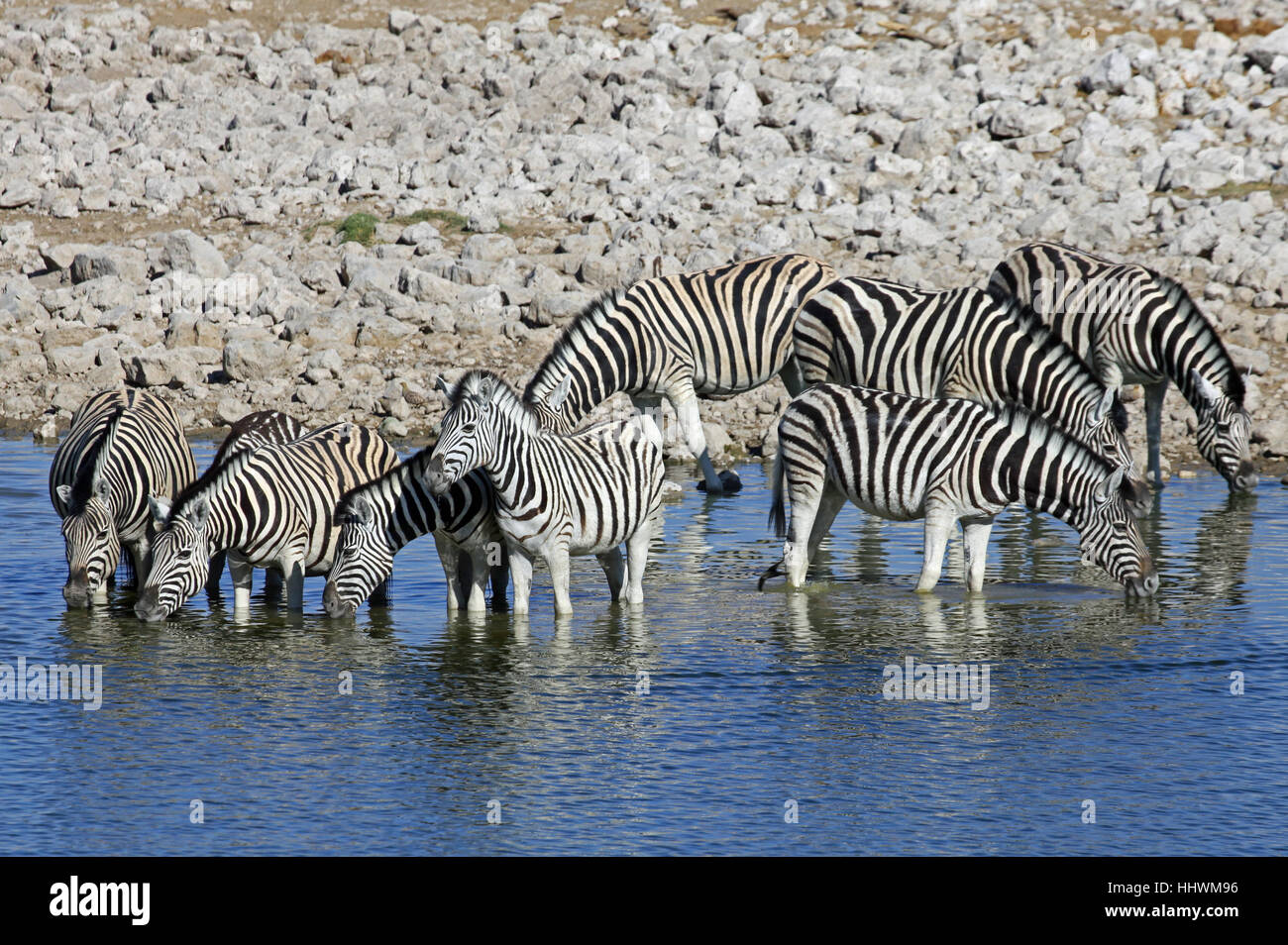 zebras at the waterhole Stock Photo - Alamy