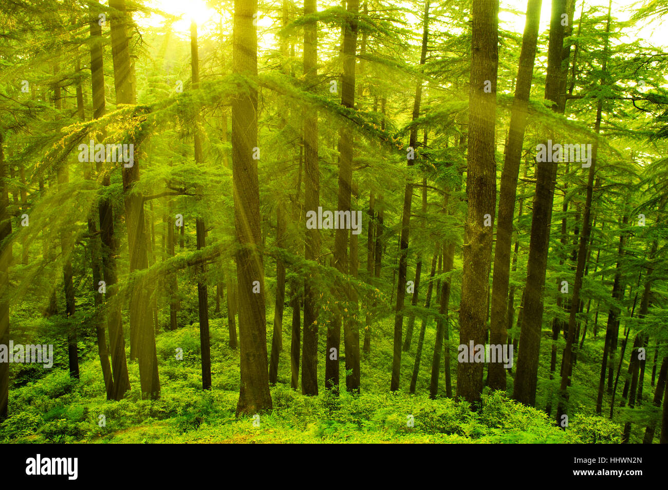 Living inside tree trunk hi-res stock photography and images - Alamy