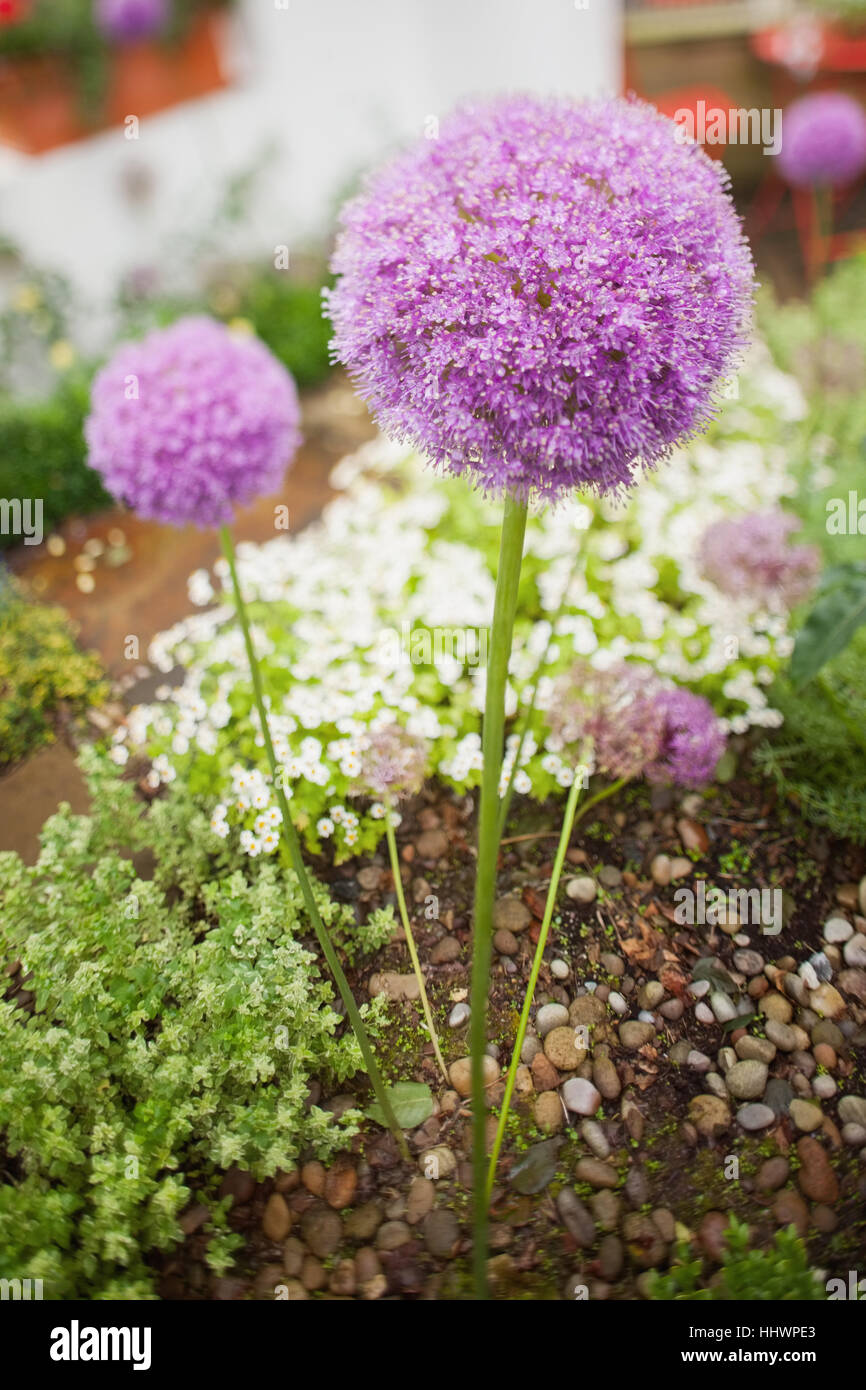 Purple flower growing in garden Stock Photo - Alamy