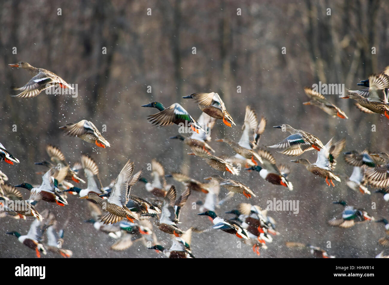 A large flock of Northern Shoveler ducks take off quickly out of the ...