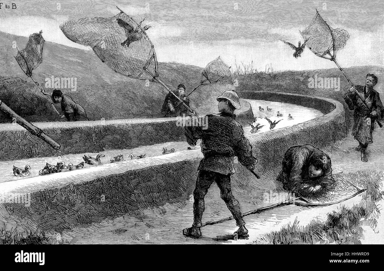 Catch ducks hi-res stock photography and images - Alamy