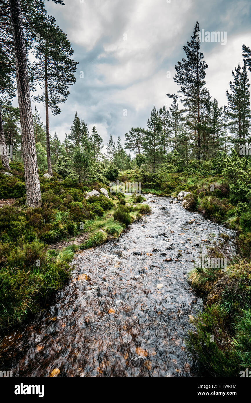 Tranquil autumn stream among trees in remote woods, Loch an Eilein ...
