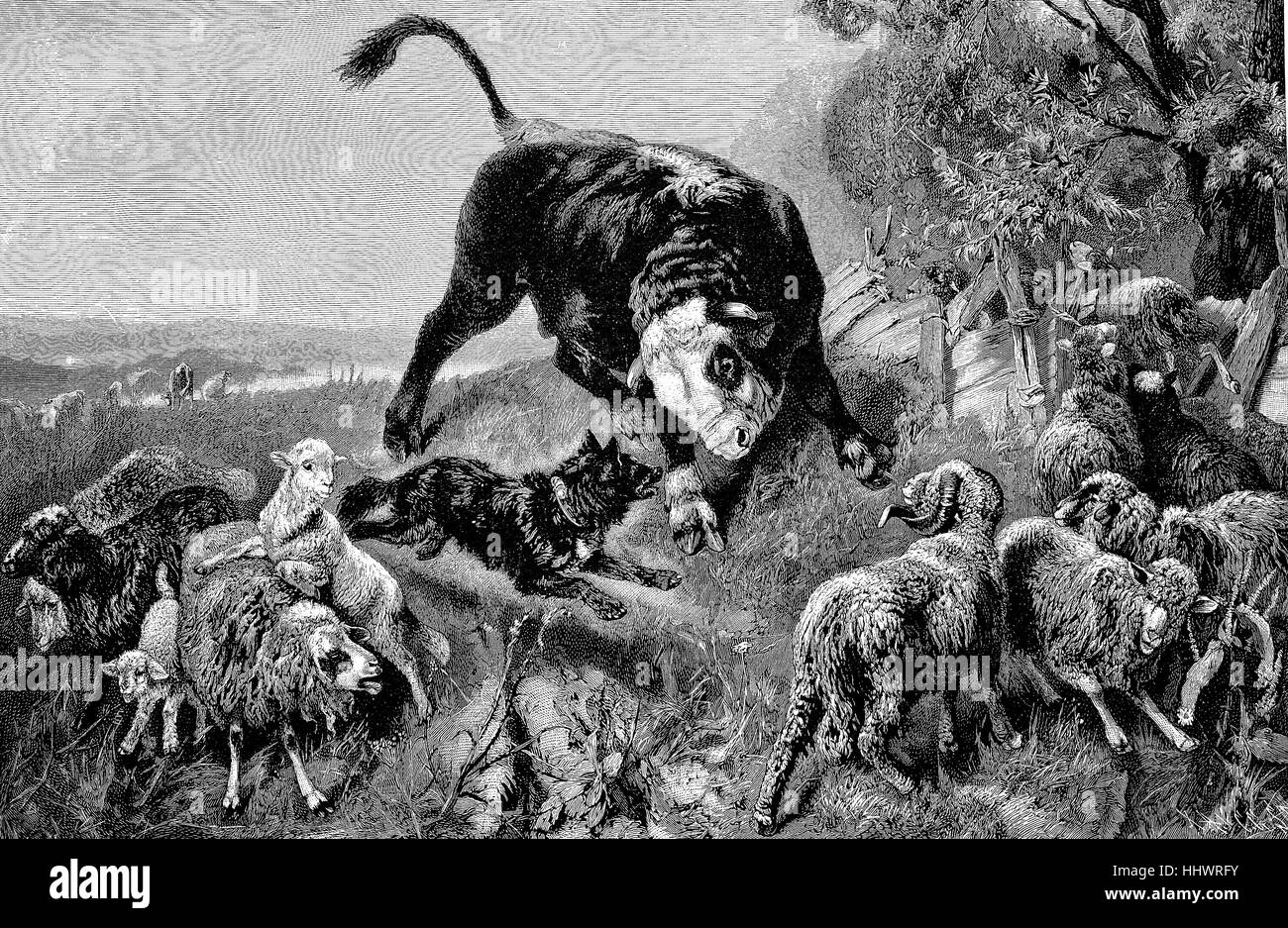 Uneven combat, Shepherd barks a bull, amid a flock of sheep, historical ...