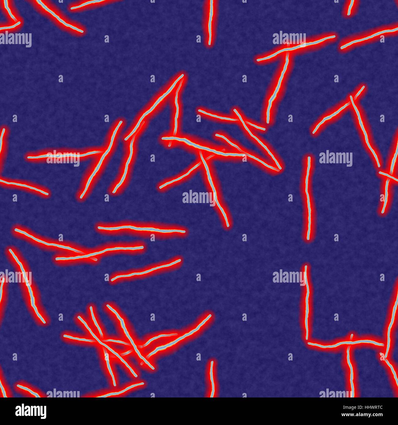 Ebola virus microscopic view hi-res stock photography and images - Alamy