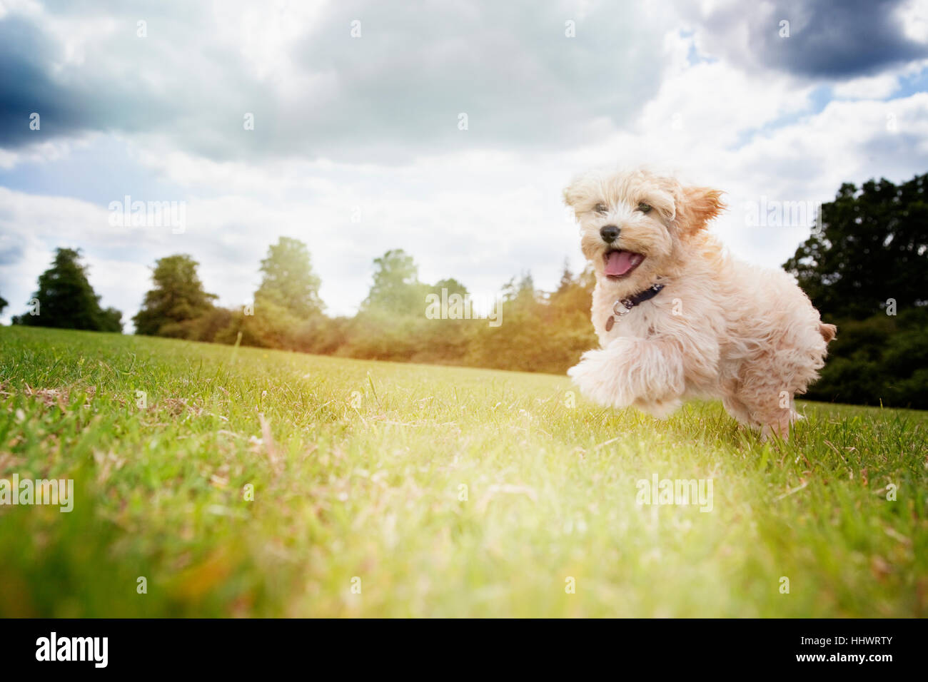 Happy dog running in park grass Stock Photo - Alamy