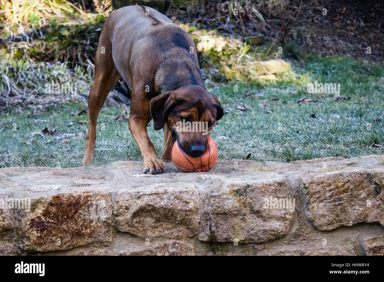 Dog running for ball, Rhodesian Ridgeback Stock Photo - Alamy