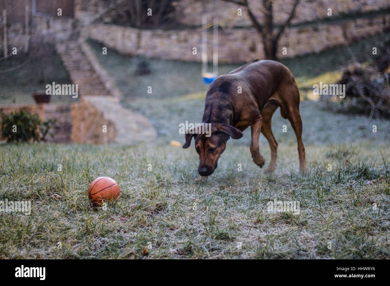 Dog running for ball, Rhodesian Ridgeback Stock Photo - Alamy